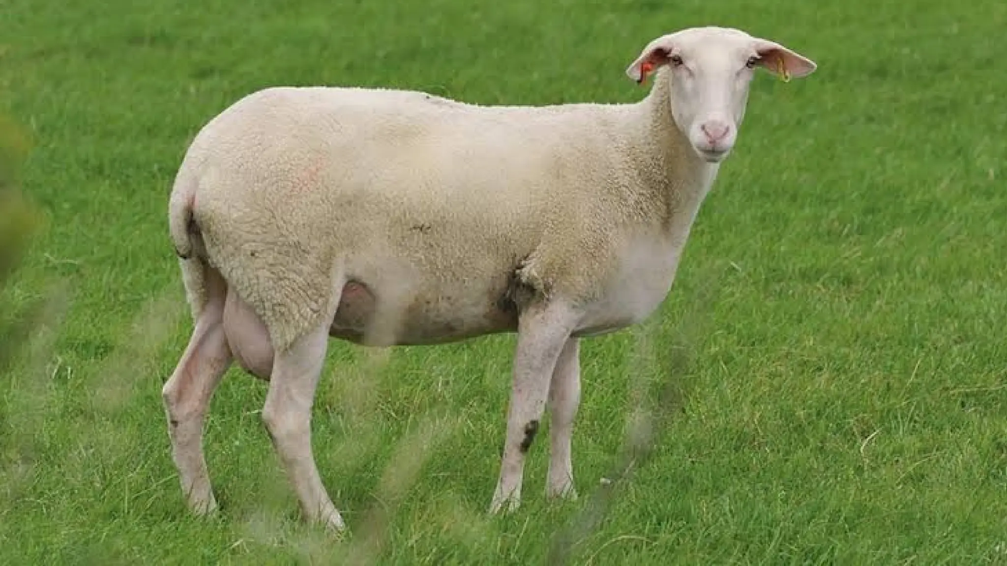 Different Breeds of Dairy Animals - other Animals | PPTX