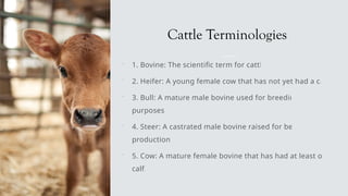 Different Breeds of Dairy Animals - other Animals | PPTX
