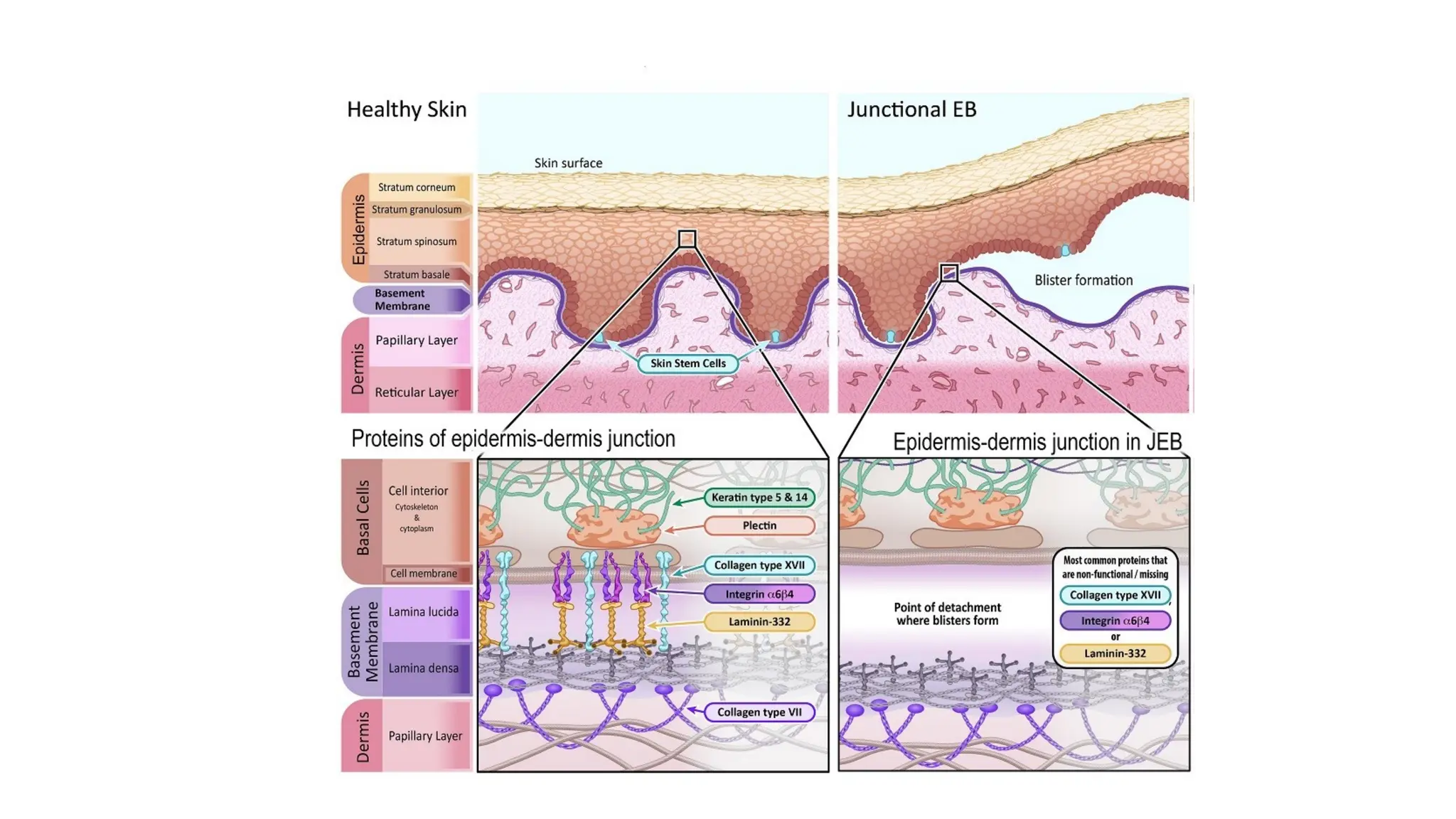 other derma lesions in oral cavity and genodermatosis | PPT