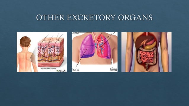 OTHER EXCRETORY ORGANS.................... | PPTX