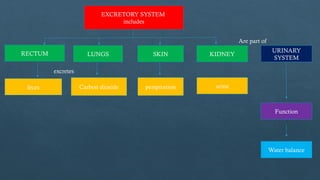 OTHER EXCRETORY ORGANS.................... | PPTX