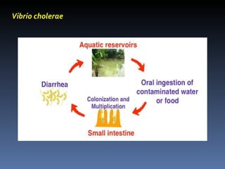 Other Gram Negative Bacilli | PPT