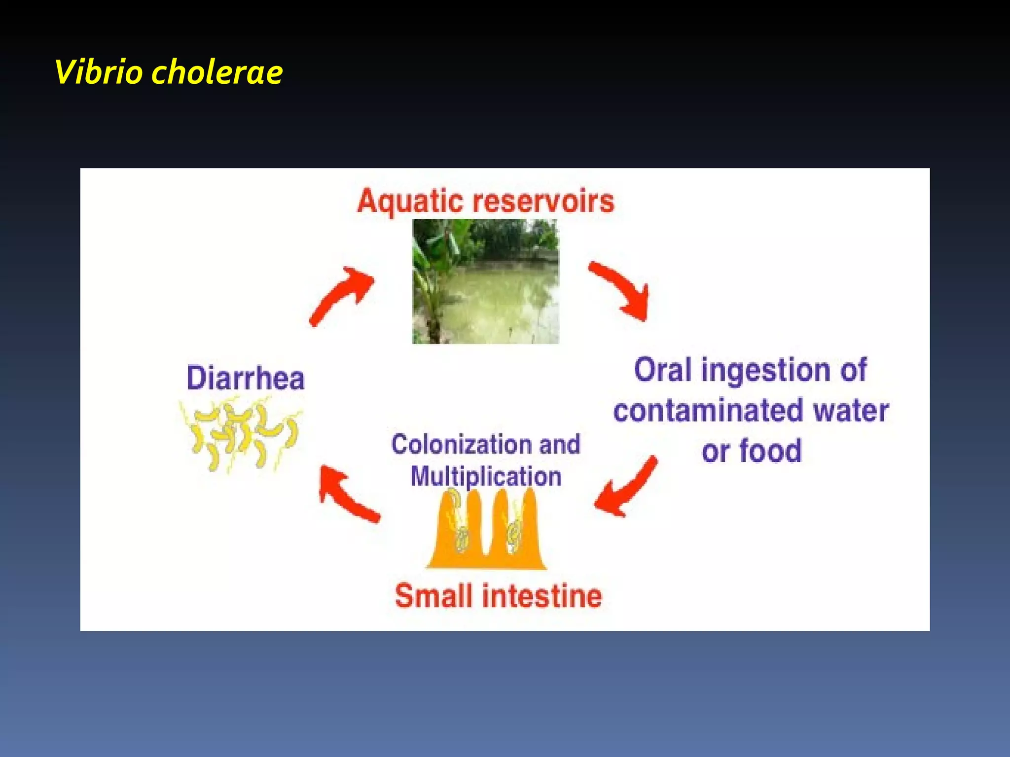 Other Gram Negative Bacilli | PPT