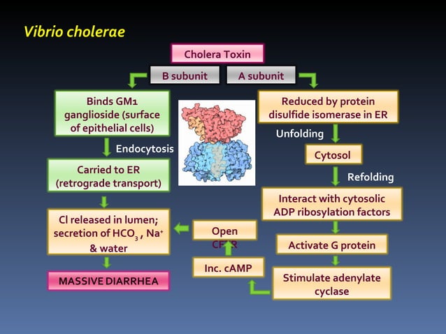 Other Gram Negative Bacilli Ppt