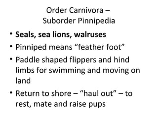 Other marine mammals | PPT