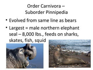 Other marine mammals | PPT