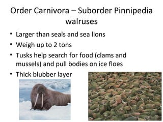 Other marine mammals | PPT