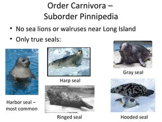 Other marine mammals | PPT
