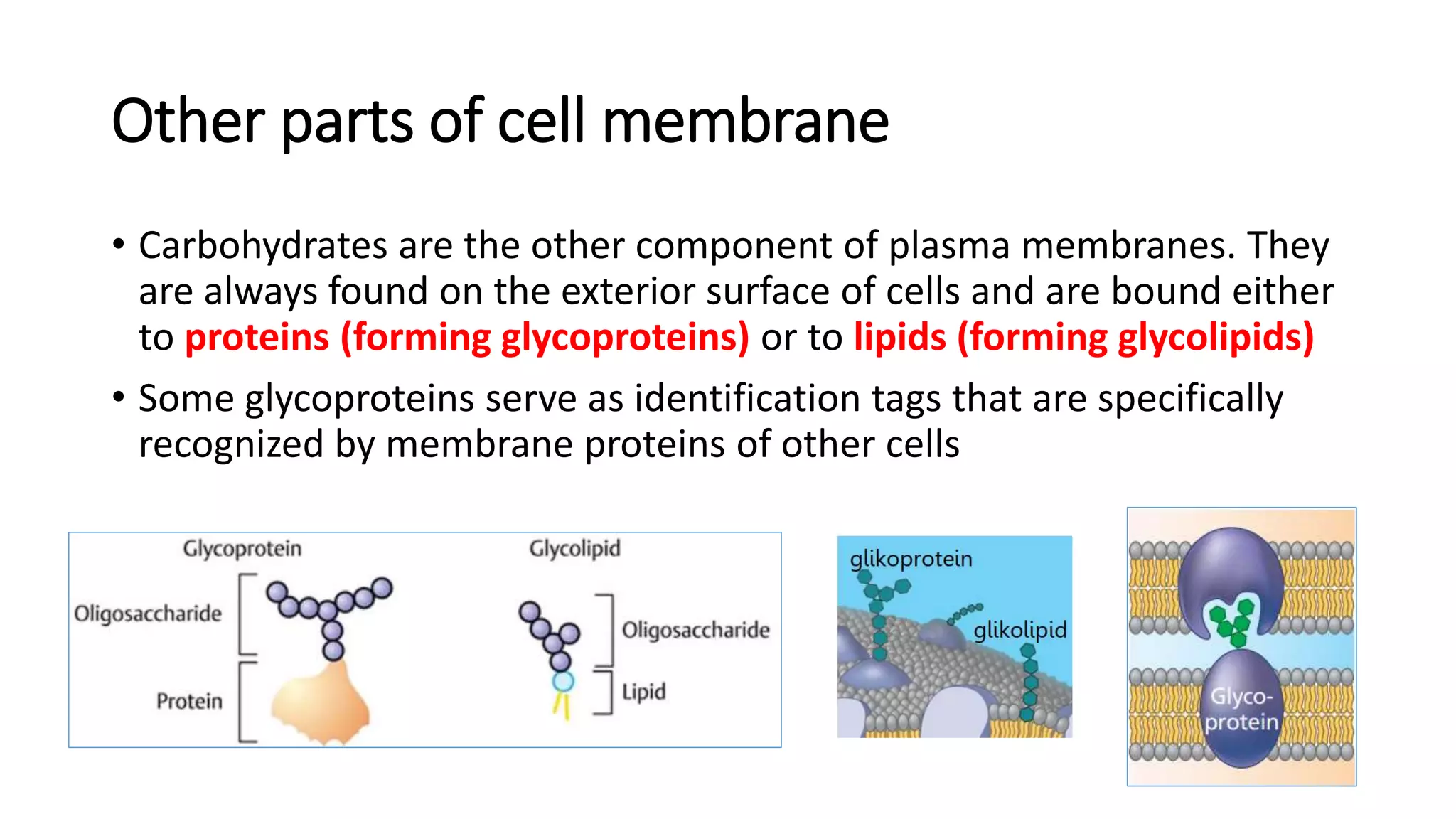 Other parts of cell membrane.pptx