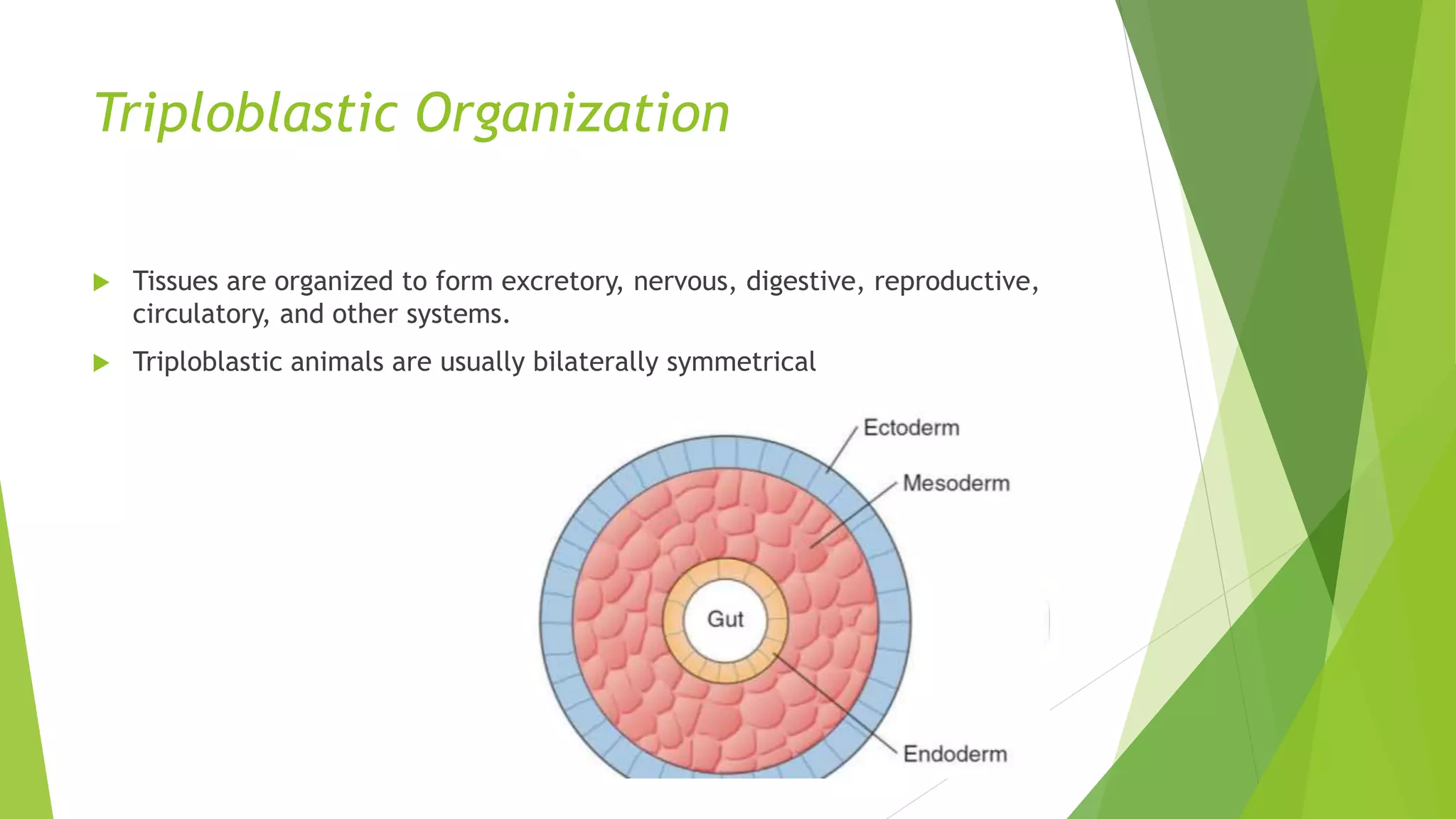 Other patterns of organization | PPTX | Biological Sciences | Science