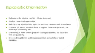 Other patterns of organization | PPTX