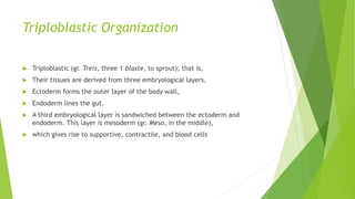Other patterns of organization | PPTX | Biological Sciences | Science
