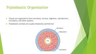 Other patterns of organization | PPTX | Biological Sciences | Science