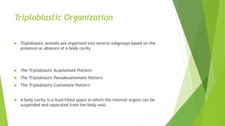 Other patterns of organization | PPTX | Biological Sciences | Science