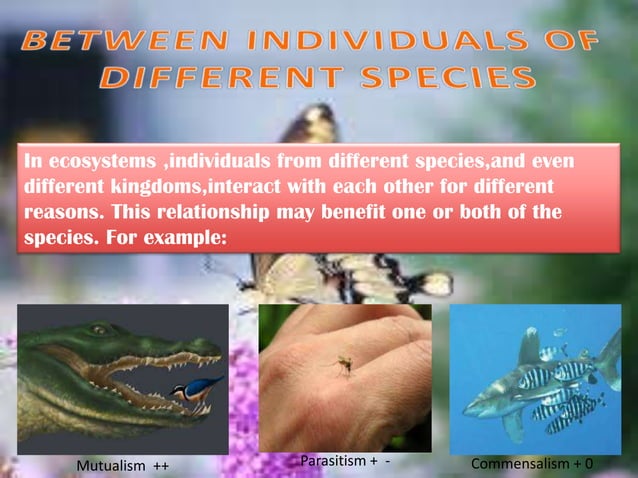 Relationships in an ecosystem: mutualism, comensalism and parasitism ...