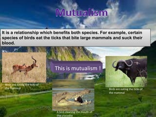 Relationships in an ecosystem: mutualism, comensalism and parasitism ...