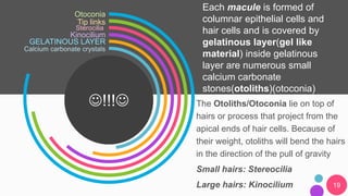 Anatomy and physiology of the Inner ear, and Motion Sickness | PPTX