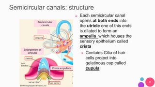 Anatomy and physiology of the Inner ear, and Motion Sickness | PPTX