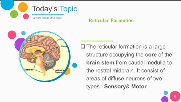 Anatomy and physiology of the Inner ear, and Motion Sickness | PPT