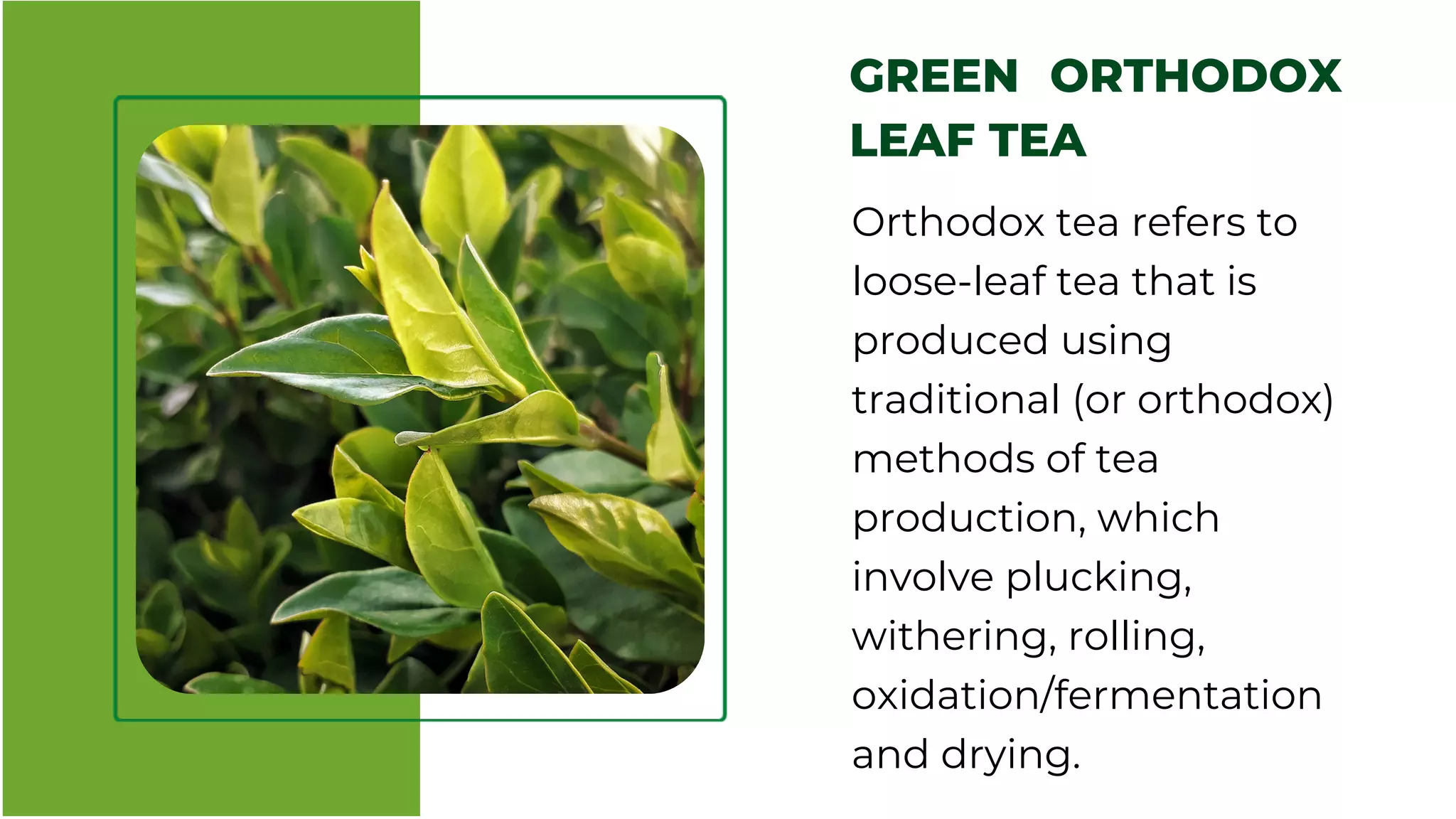 OTHODOX GREEN TEA | PPT