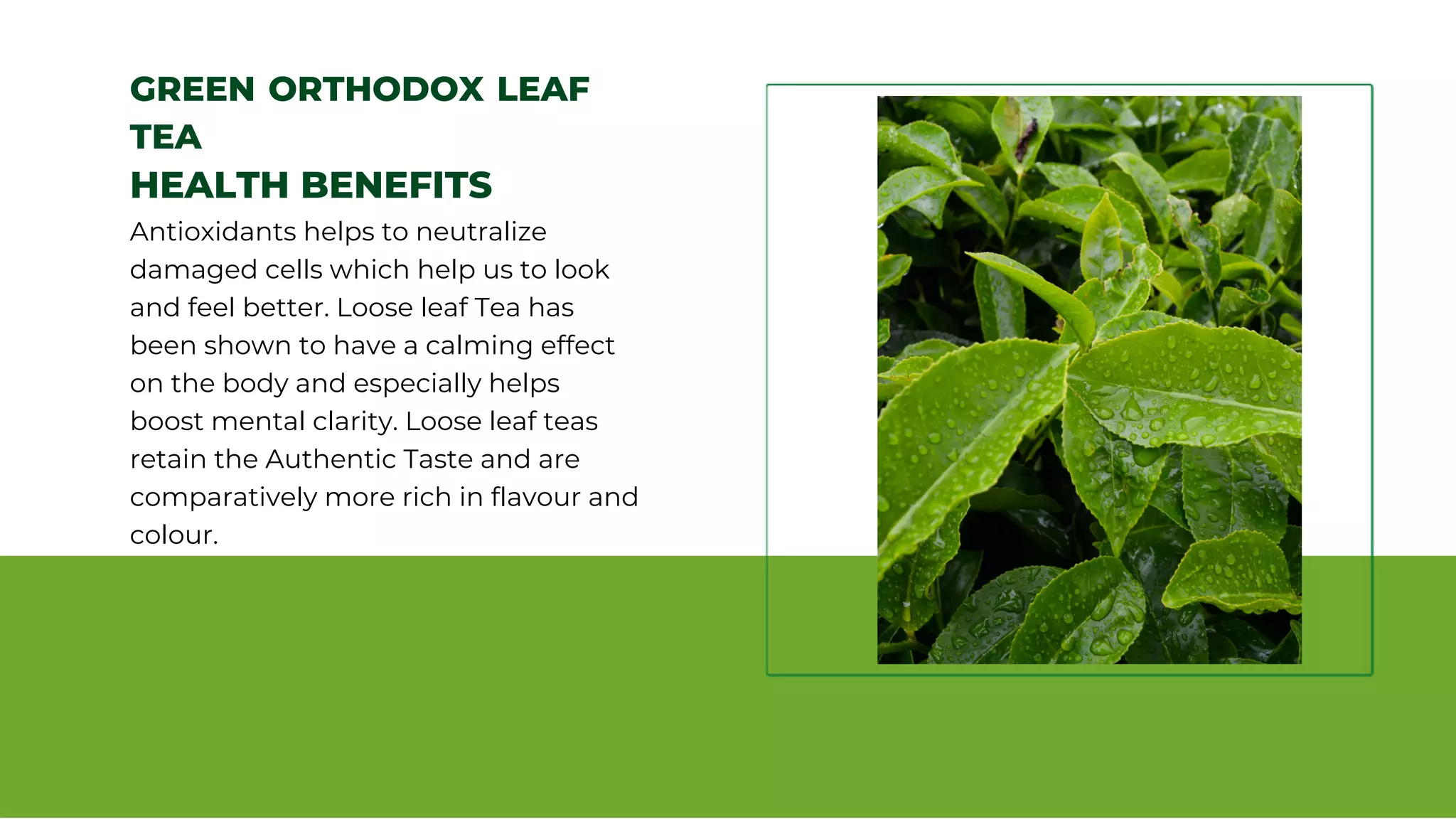 OTHODOX GREEN TEA | PPT