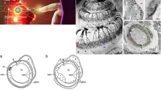 otic delivery system.pdf
