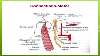 Otic Ganglion Pathway