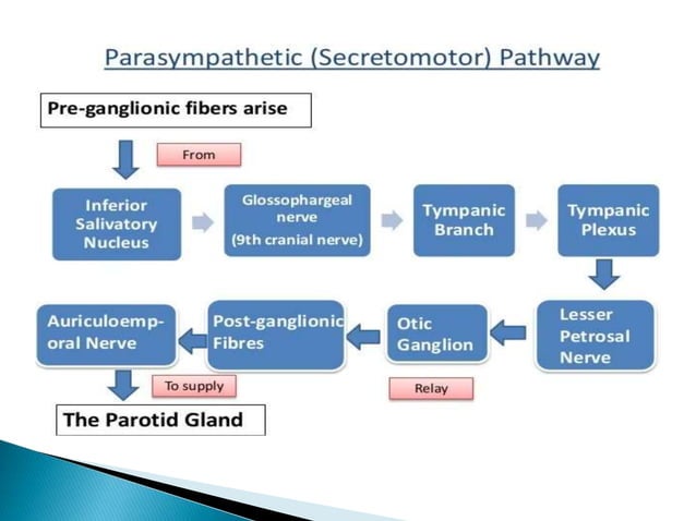 otic ganglion.pptx | Ear, Nose and Throat Conditions | Diseases and ...