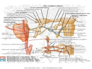 Otic Ganglion Pathway