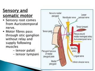 Otic Ganglion