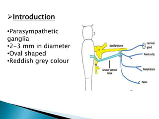 Otic Ganglion Pathway