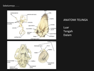 Otitis | PPT