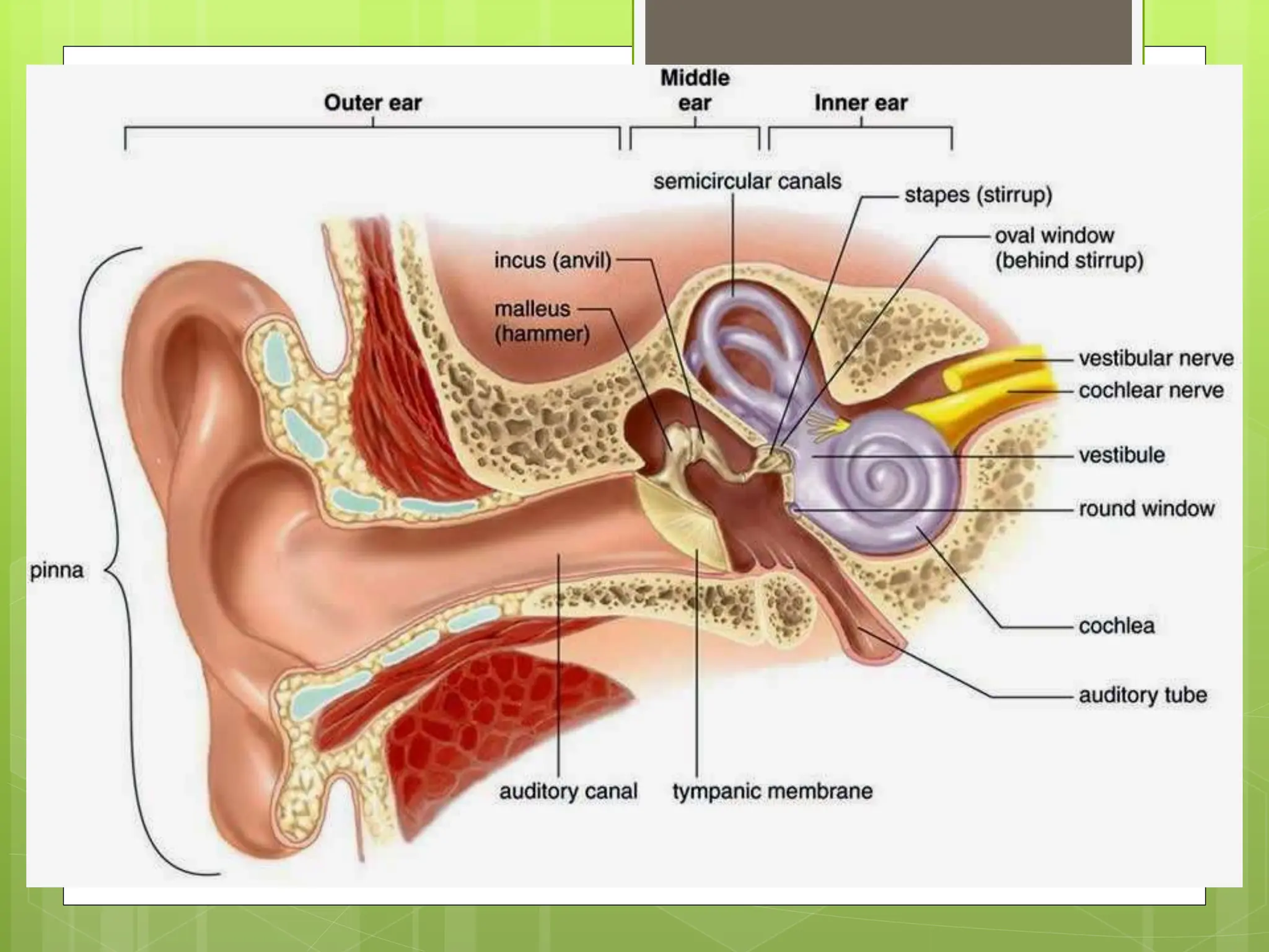 Otitis_Eksterna_Maligna_Cecilia_b23_ppt.pptx