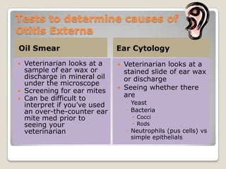 My Dog Has Otitis! Now What? | PPTX | Ear, Nose and Throat Conditions | Diseases and Conditions
