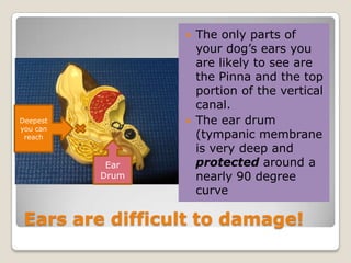 My Dog Has Otitis! Now What? | PPTX | Ear, Nose and Throat Conditions ...