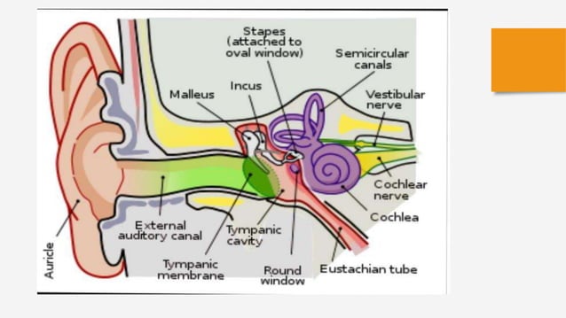 Otitis media ear infection ppt | PPTX | Ear, Nose and Throat Conditions ...