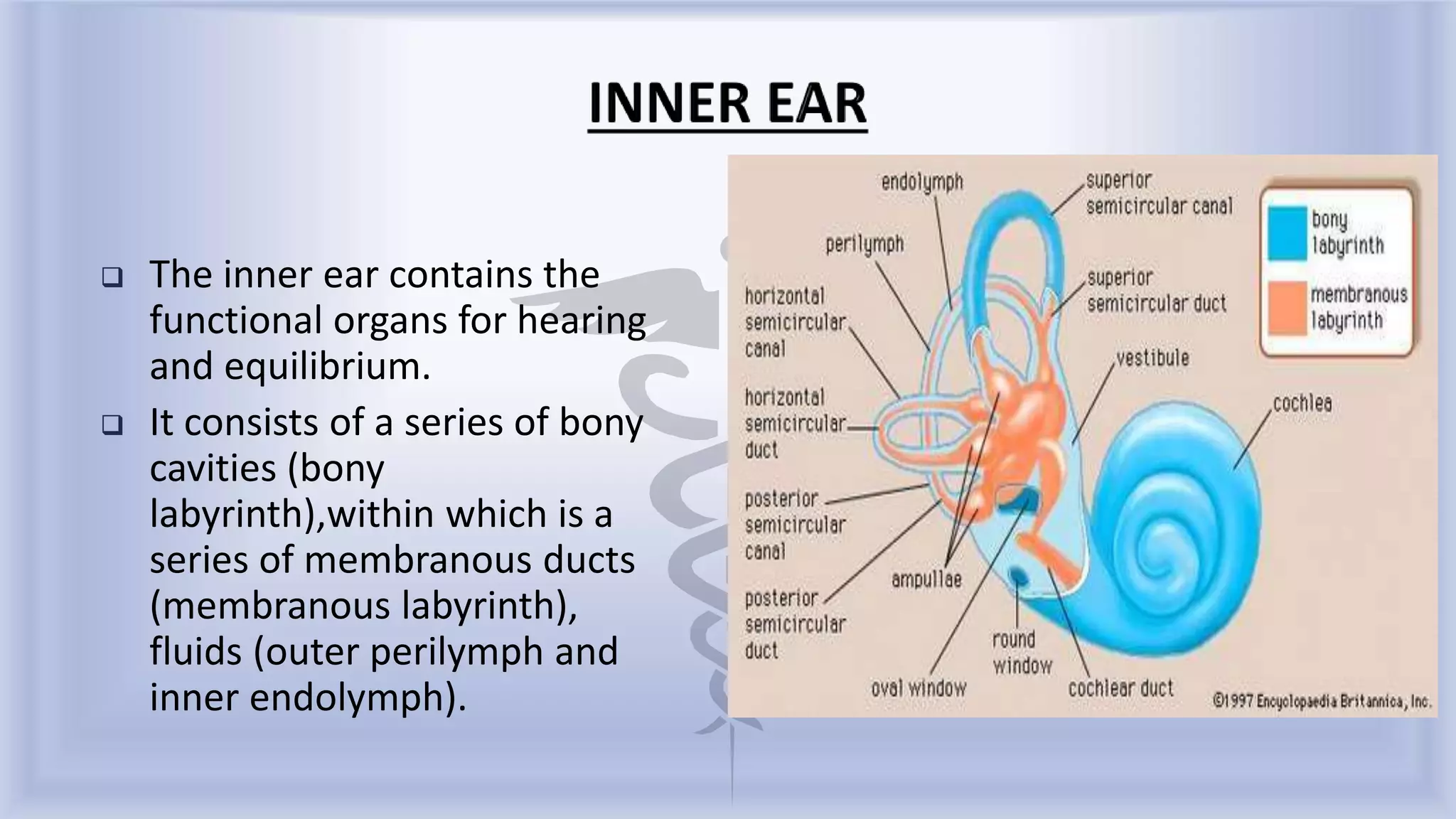 Otitis Media ENT and Microbiology | PPTX