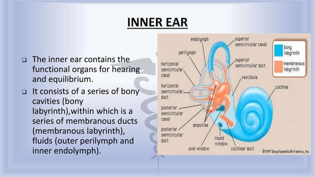 Otitis Media ENT and Microbiology | PPTX | Ear, Nose and Throat ...