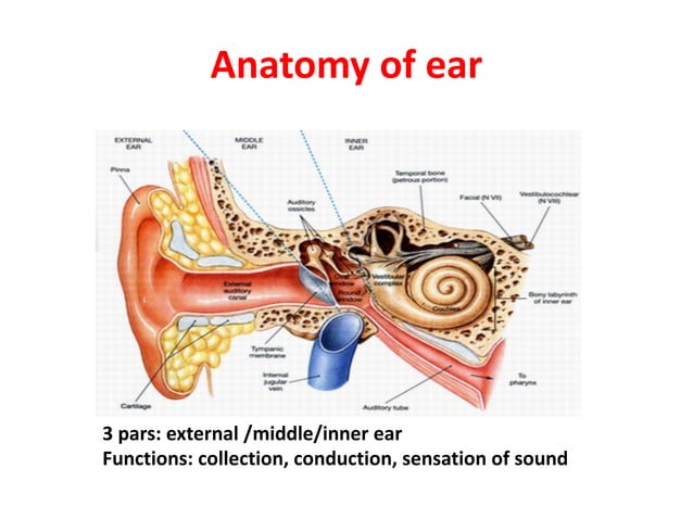 otitis media is the internal infection of ear which causes swelling of ...