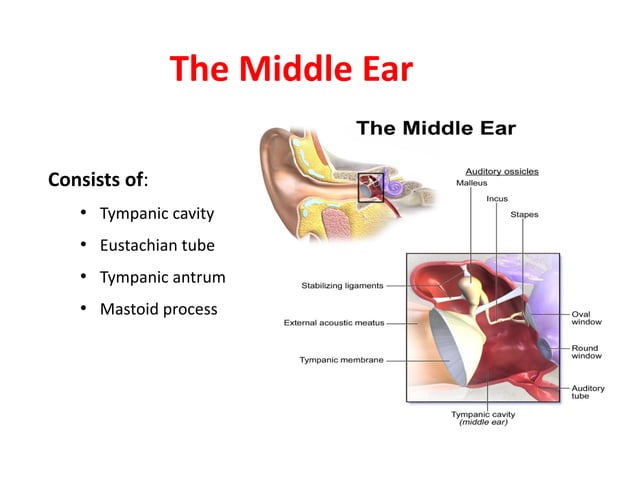 otitis media is the internal infection of ear which causes swelling of ...