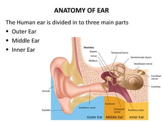 Otitis Media.pptx .. | PPT