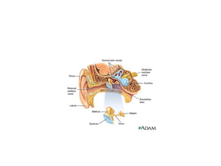 Otitis Media.ppt-occurs in the area between the tympanic membrane (the ...
