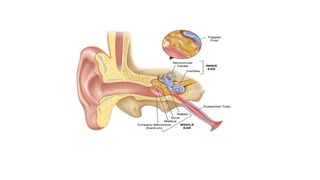 Otitis media in children | PPTX