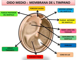 otorrinolaringologia anatomia semiologia | PPTX