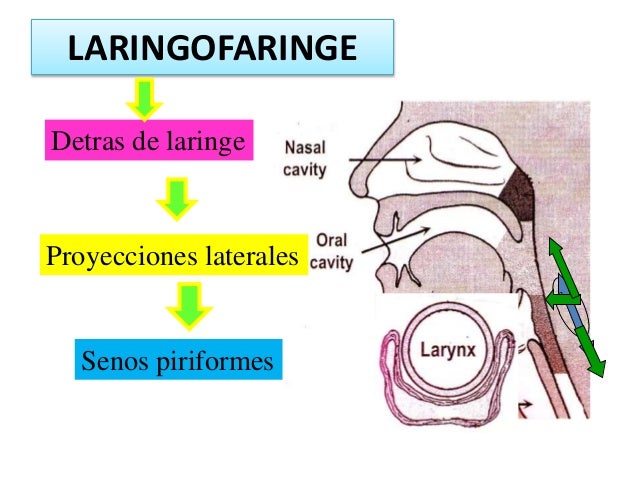 otorrinolaringologia anatomia semiologia