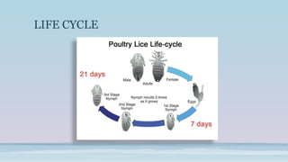 OTOBIUS SP., LIPEURUS SP., AMBLYOMMA SP. AND MEGNINIA in animals | PPTX