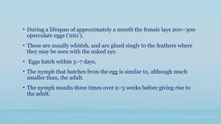 OTOBIUS SP., LIPEURUS SP., AMBLYOMMA SP. AND MEGNINIA in animals | PPTX