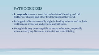 OTOBIUS SP., LIPEURUS SP., AMBLYOMMA SP. AND MEGNINIA in animals | PPTX