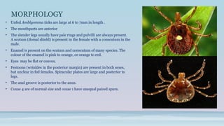 OTOBIUS SP., LIPEURUS SP., AMBLYOMMA SP. AND MEGNINIA in animals | PPTX
