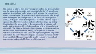 OTOBIUS SP., LIPEURUS SP., AMBLYOMMA SP. AND MEGNINIA in animals | PPTX